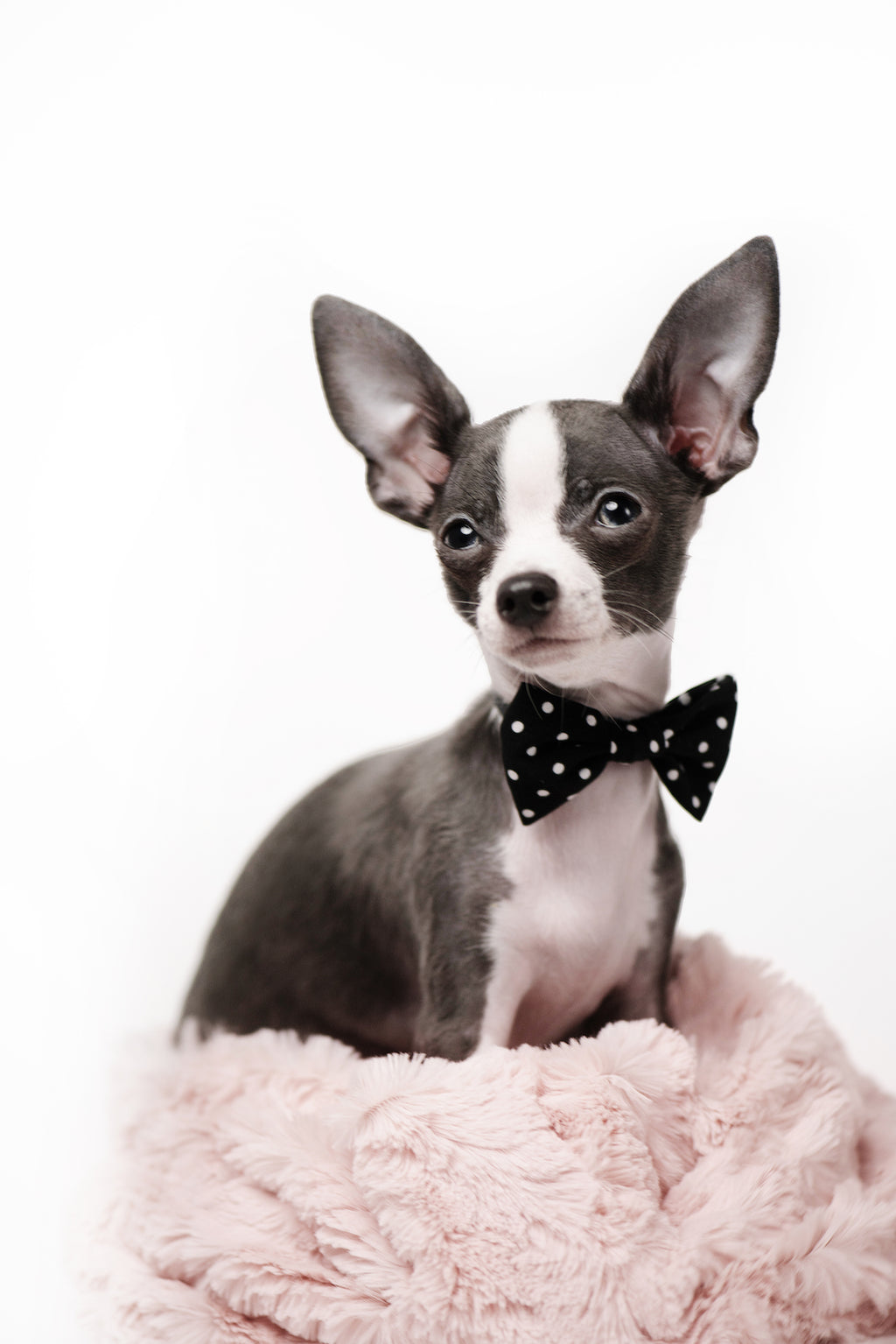 Snuggle Sac Collection – The SNUGGIT Company